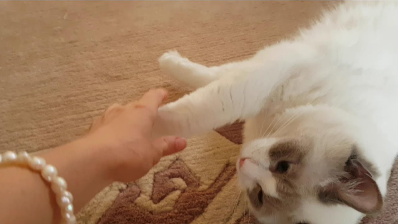 His Majesty Ragdoll Merlin wakes up. - YouTube