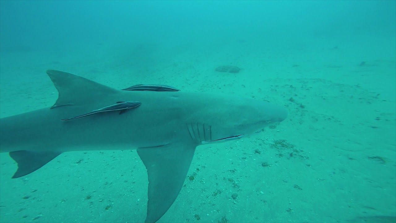Jupiter Beach Diving - YouTube