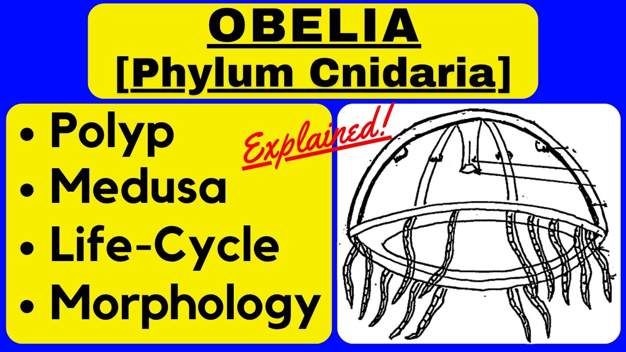 Obelia Morphology and Reproduction | Polyp Colony, Medusa Stages, Life ...