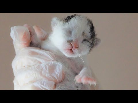Hiç Bebek Kedi Kavgası Gördünüz Mü 😻 Tatlı ve Şirin Yavru Kedi Sesi Videoları | KEDİO