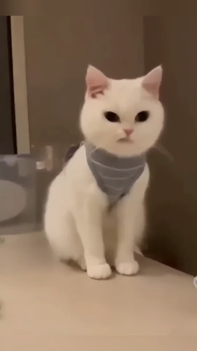 Cute Cat Funny Cats Shorts Cat Cats Funnyvideo Youtube