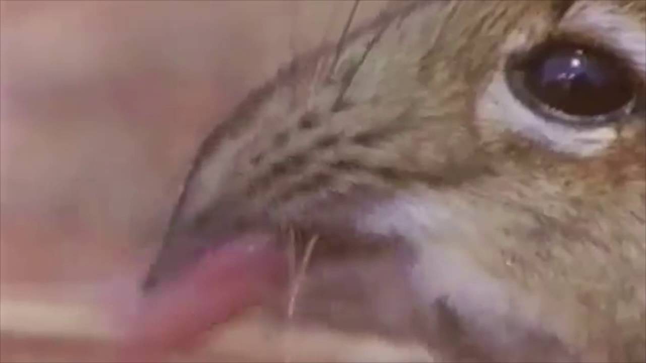 Take a closer look at that snout - YouTube