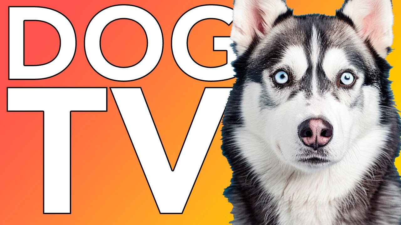 TV for Dogs! Chill Your Dog Anxiety TV with Cats, Dogs and Nature! NEW ...