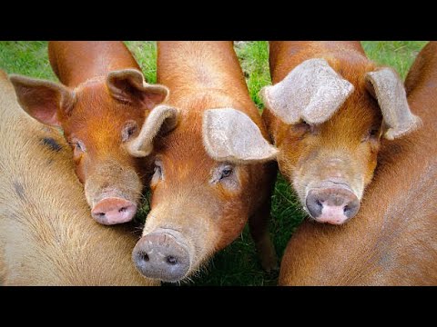 ABATE DE PORCO MACHO SEM CASTRA | morando na roça