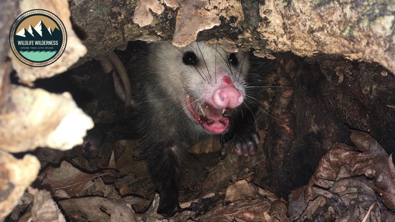 Easy Setup Havahart Possum Trap *Possum Captured* - YouTube