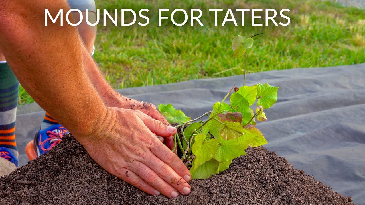 Planting Potatoes, Garlic, and Onion in Mounds - YouTube