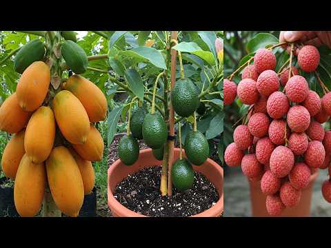 🔴LIVE: How to Propagate Papaya, Avocado, Lychee, and Mango Trees FASTER Than Ever Before! #live