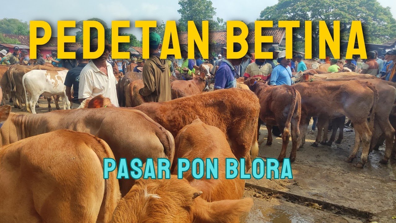 PEDETAN BETINA SUPER 12 JUTAAN PASAR PON BLORA - YouTube