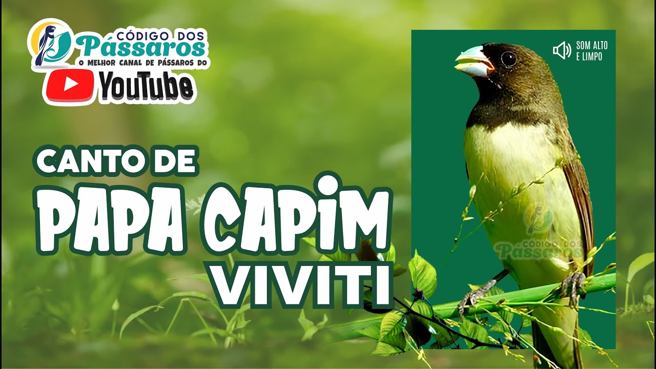 CANTO DO PAPA CAPIM (VIVITI) PURO E LIMPO - COM CHAMADO - YouTube