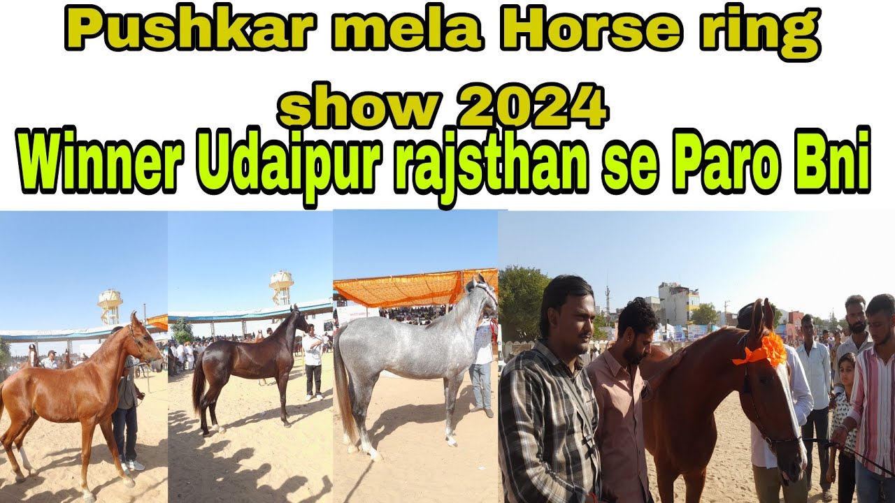 Pushkar mele me hua horse ring show || Pushkar mele me hui ldai || winner Udaipur rajsthan se ...