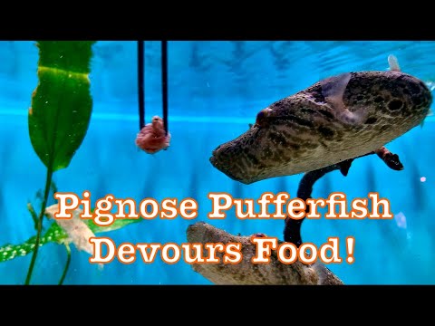Pignose Puffers Devours Food - YouTube