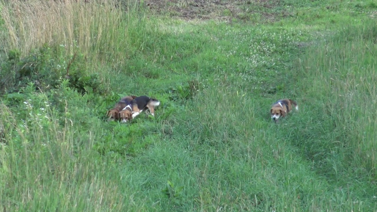 Skyview's Beagles Rabbit Doubles and A sight Chase. Rabbit Was In ...