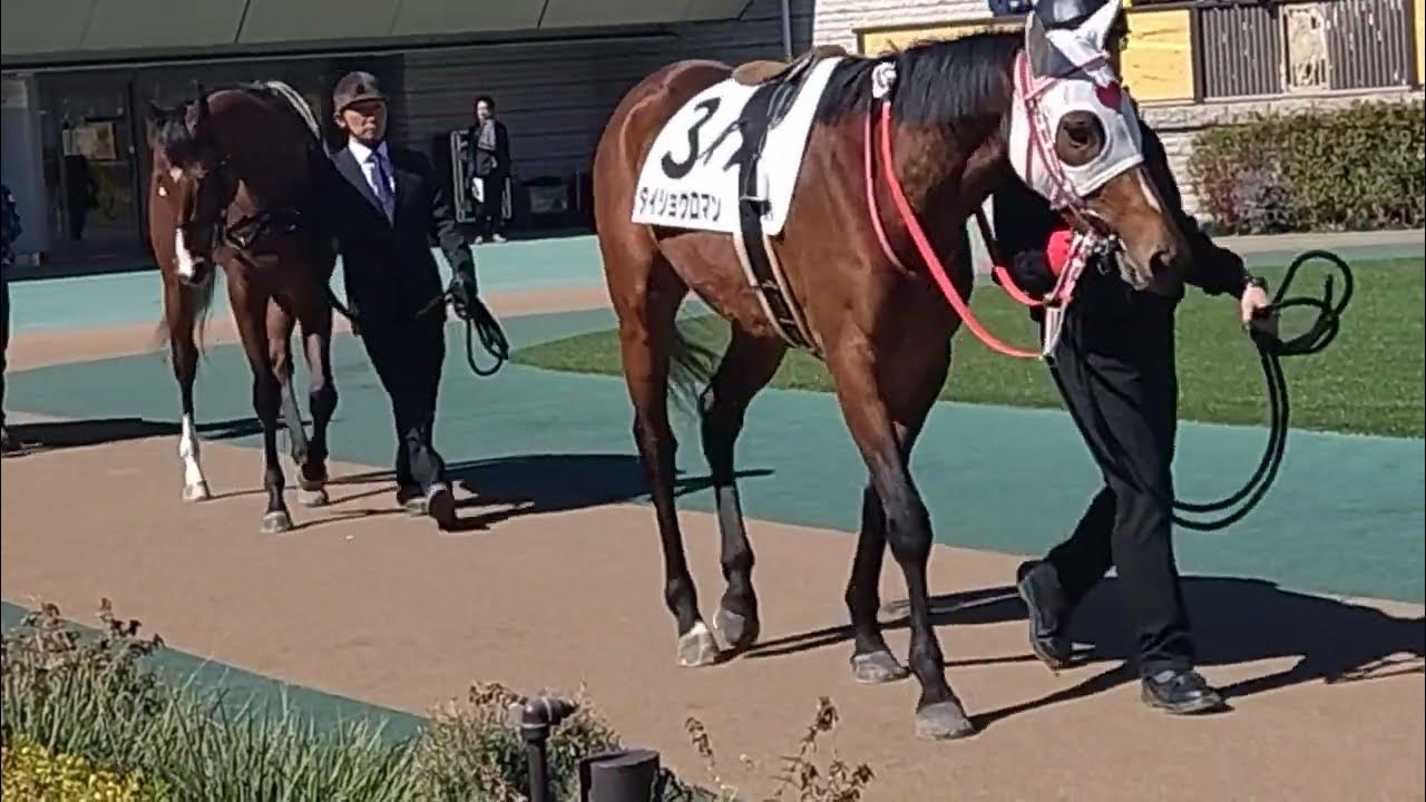 東京競馬場 2025/2/23 東京5R 3歳1勝クラス 芝1600m パドック - YouTube
