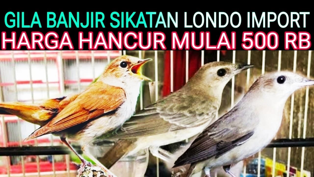 BANJIR BURUNG SIKATAN LONDO IMPORT HARGA HANCUR MULAI 500 RB DI PASAR ...