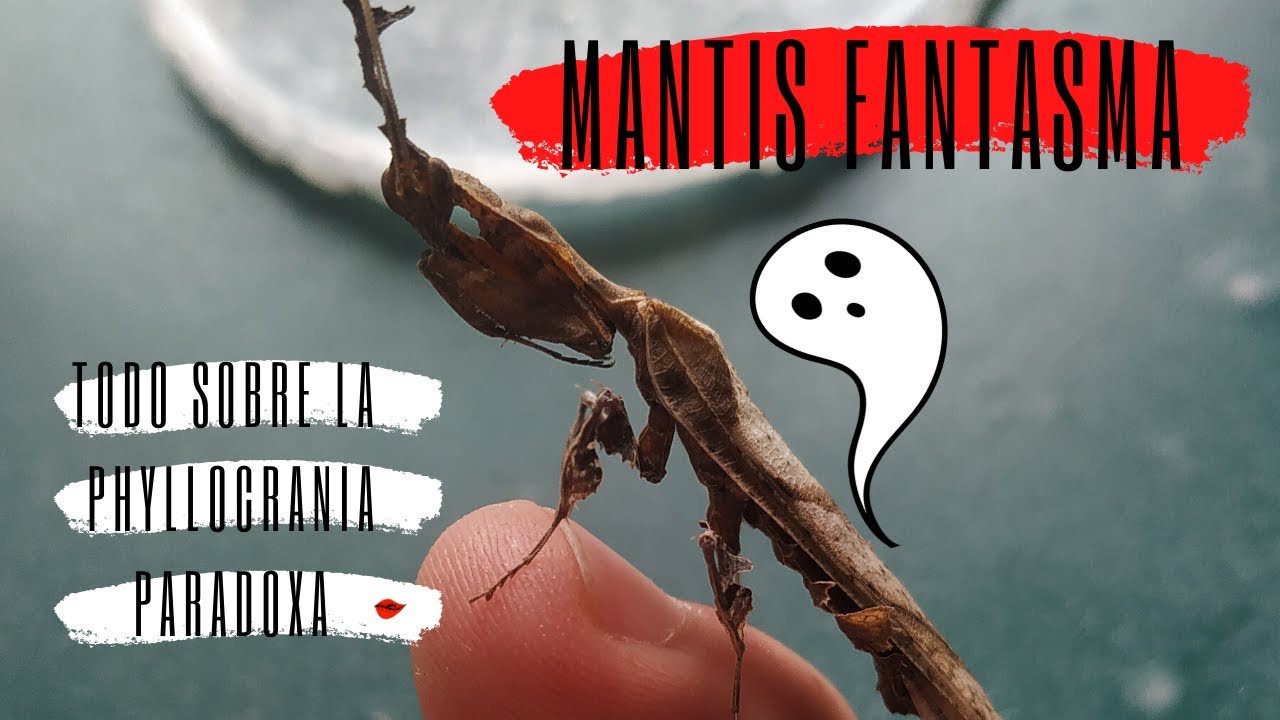👻MANTIS FANTASMA (👽PHYLLOCRANIA PARADOXA) | Cuidados, Alimentación y lo ...