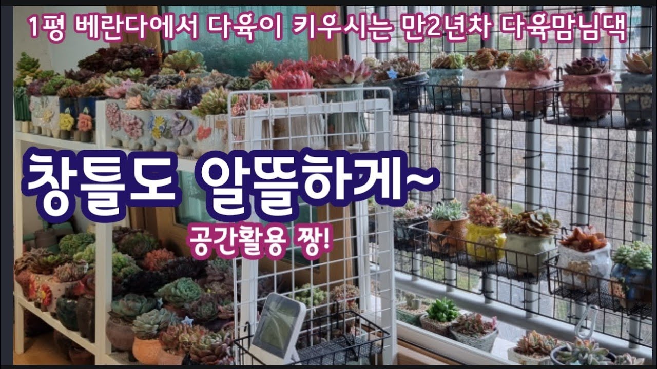 1평 베란다 다육맘의 베란다 다육생활 ~ 사연 없는 다육이가 없다 이 좁은 와중에도 사랑하는 먼로와 레드벨벳은 여러개