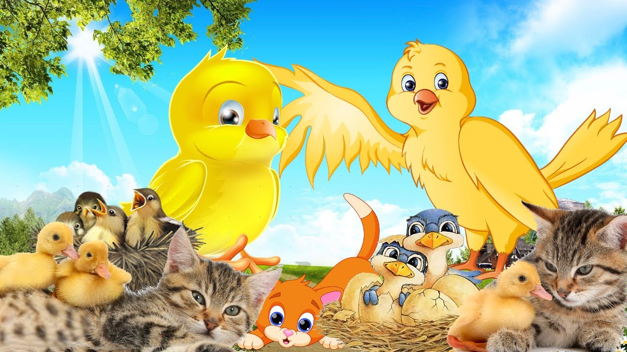 The amazing life of kittens with chicks, a kitten is a wonderful mother ...