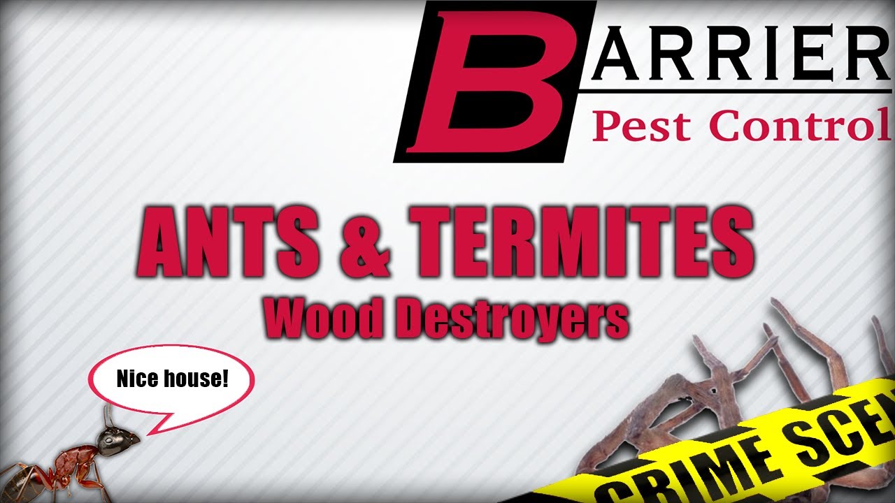 WOOD DESTROYERS | Carpenter Ants & Termites | BARRIER PEST CONTROL ...