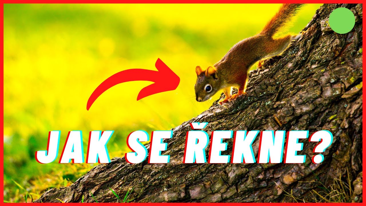 Anglická slovíčka pro začátečníky - téma Zvířata - s výslovností ...