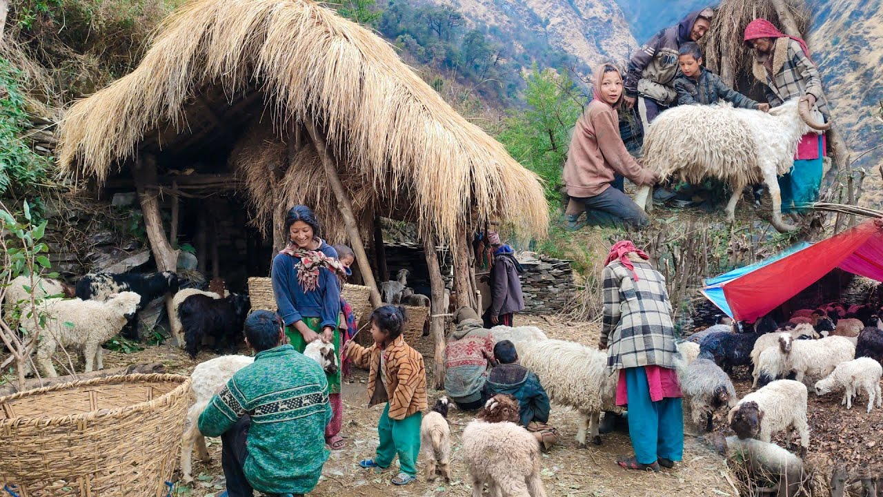 Village Life in Mountain Regain| Nepal🇳🇵| The Himalayan Sheeps Sherpa ...