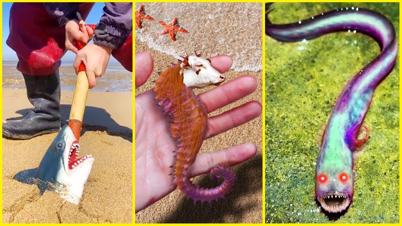 Catching Seafood 🦂🦀🐙 ASMR Relaxing 🦈Catch Shark 🐟 Catch Fish 🐠Deep Sea ...