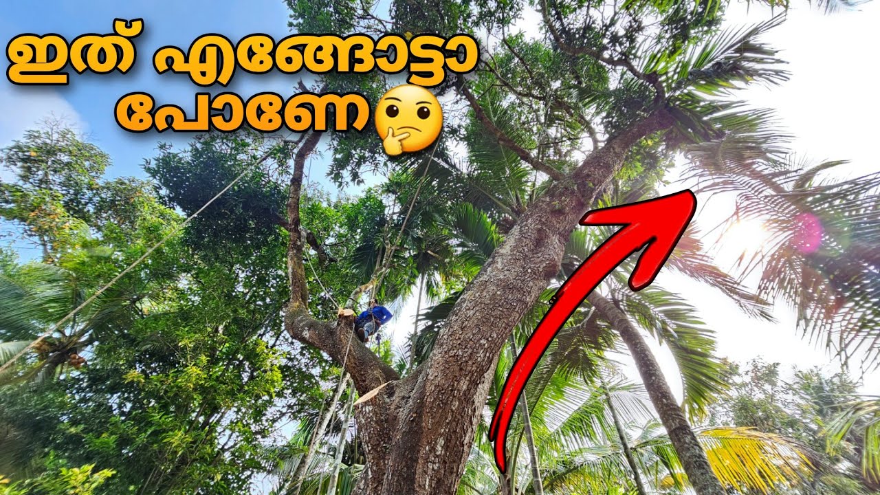 😲 100 ഇഞ്ചിനു മുകളിൽ വണ്ണം ഉള്ള ഒരു വമ്പൻ മാവ് | Mango tree cutting ...