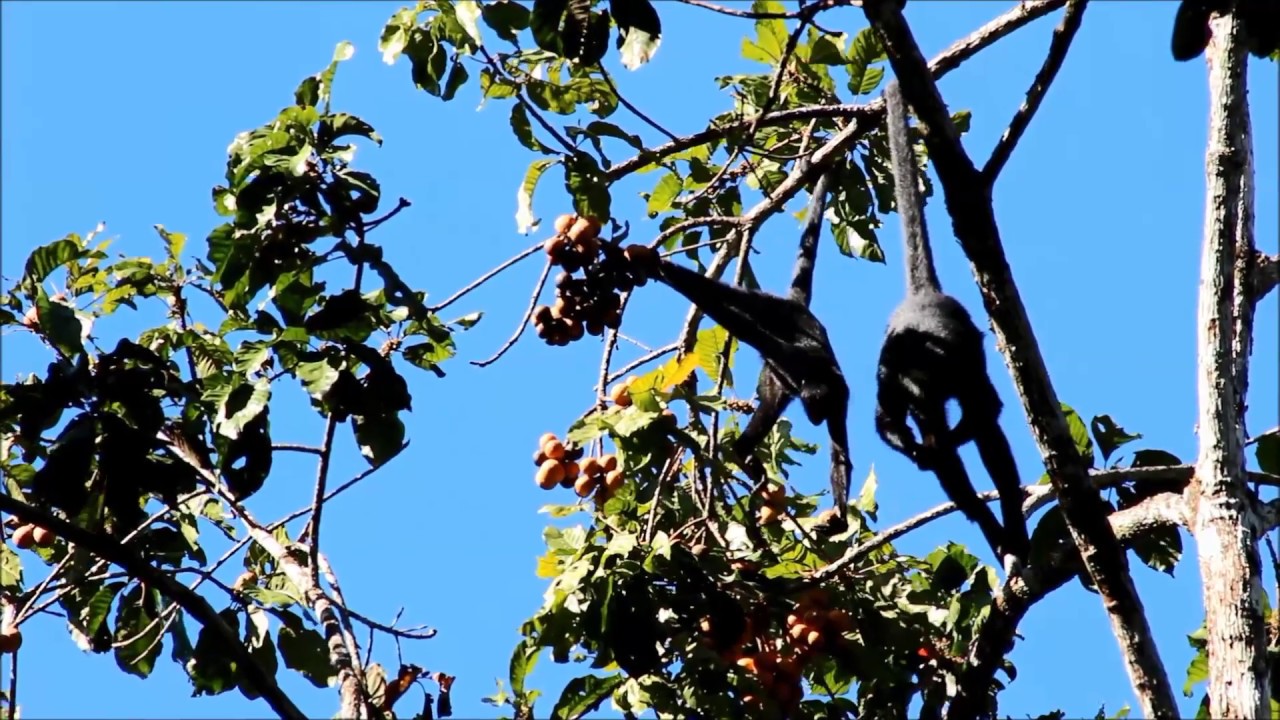 Endangered Peruvian Black Spider Monkey Foraging in Peru Amazon - YouTube