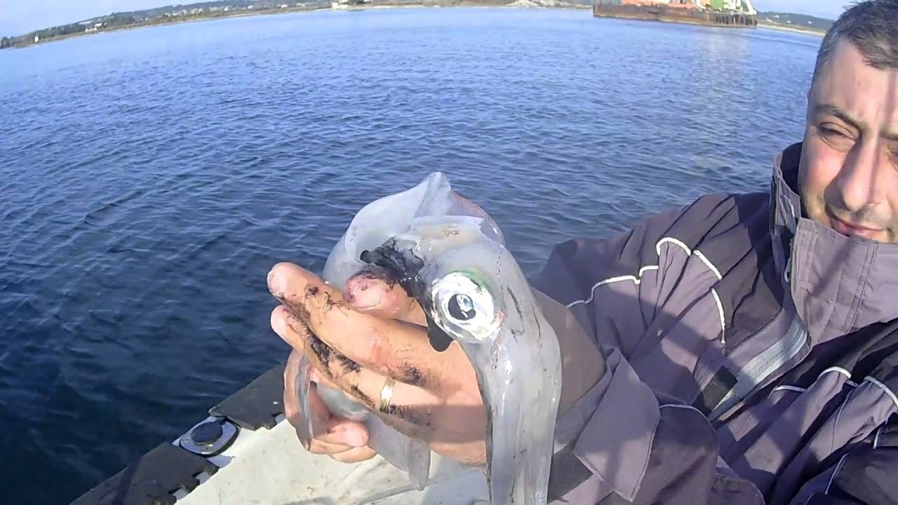 ΚΑΛΑΜΑΡΙΑ ΜΕ ΖΩΝΤΑΝΟ ΔΟΛΩΜΑ (squids with live bait) - YouTube
