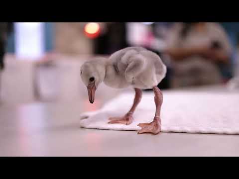 Fort Worth Zoo Celebrates Hatching of 17 Lesser Flamingo Chicks