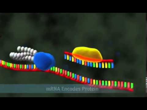 microRNA formation and function - YouTube - YouTube