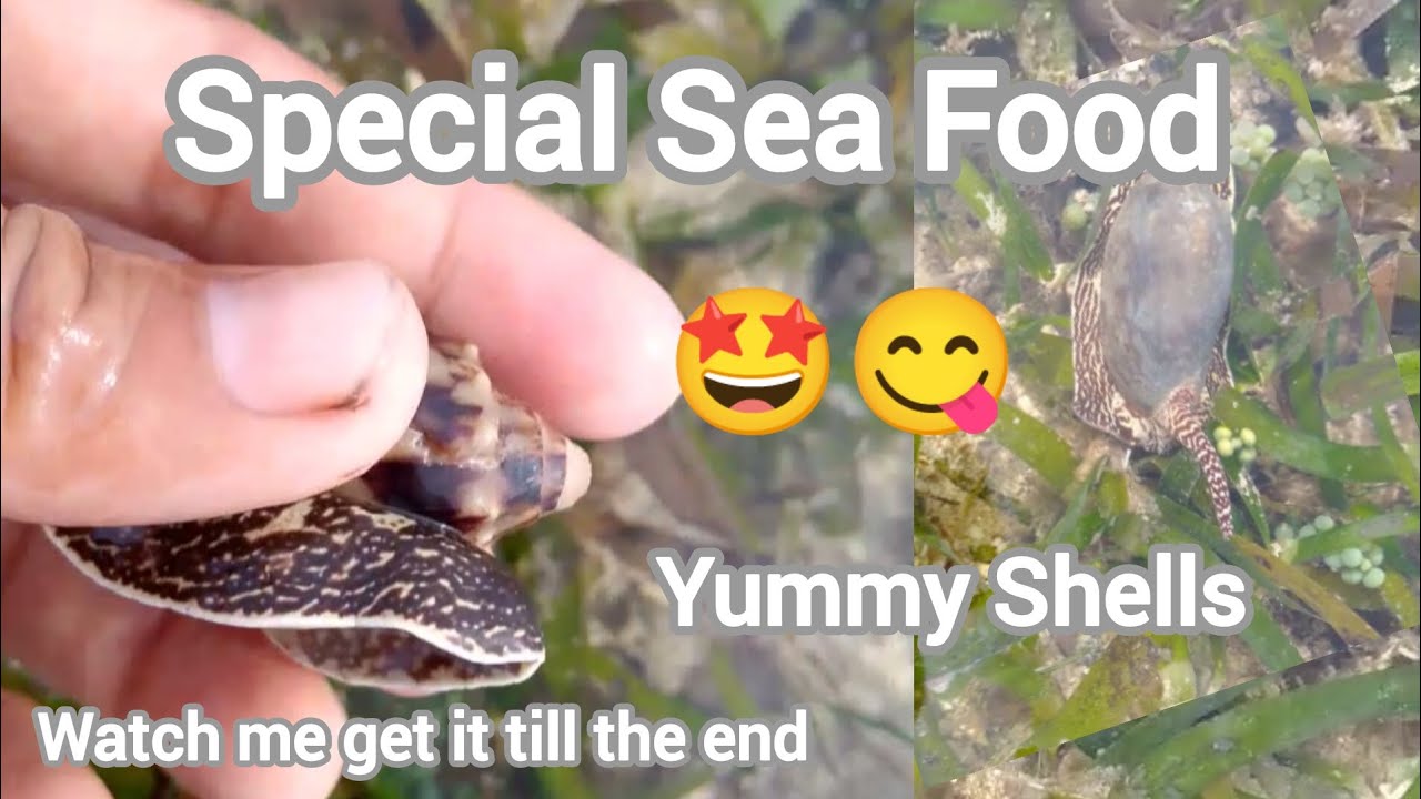special Sea Food #shells #seafoods #philippinesseafood #pangutaransulu ...