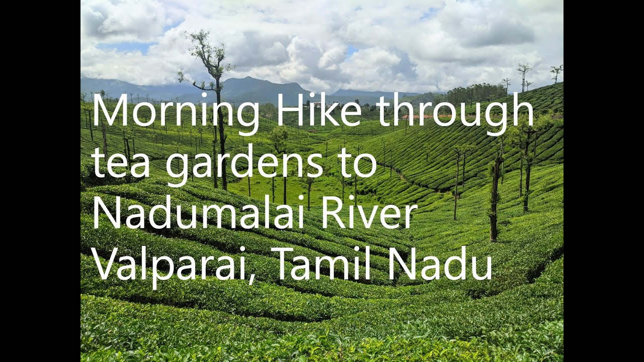 Nadumalai River: A beautiful morning hike from Stanmore Garden Bungalow ...