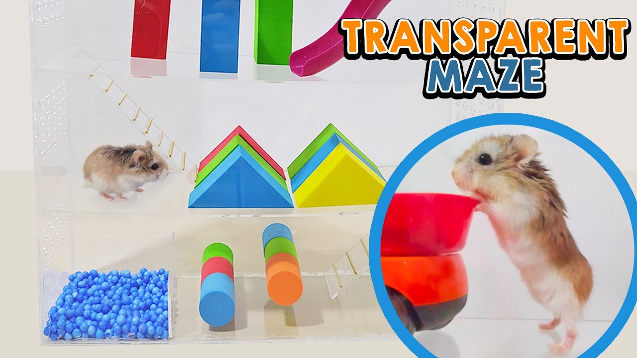 Transparent Hamster Maze, Make Simple Hamster Maze for my little ...