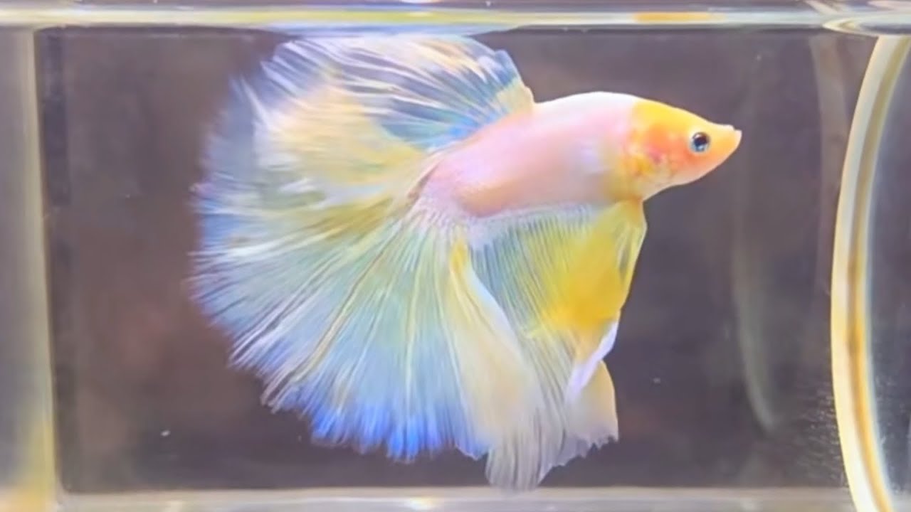 Beautiful yellow betta fish - YouTube