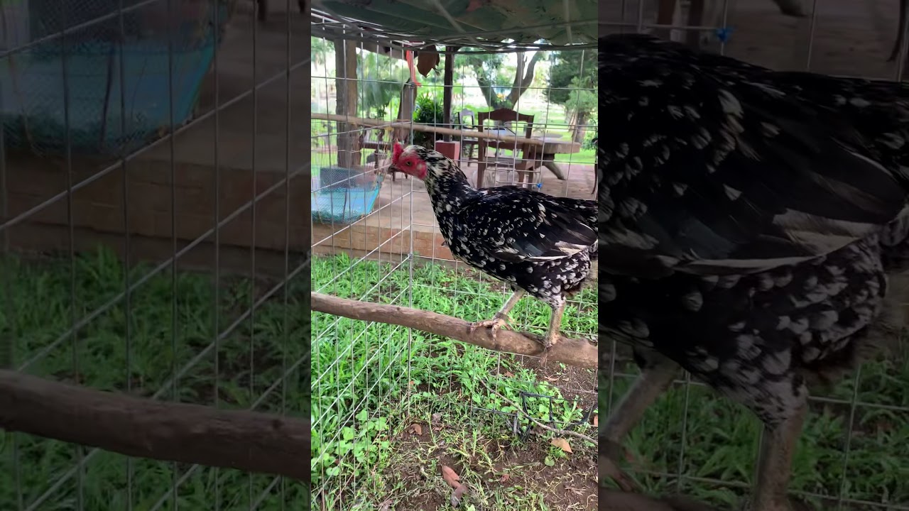 Asil fowl - YouTube