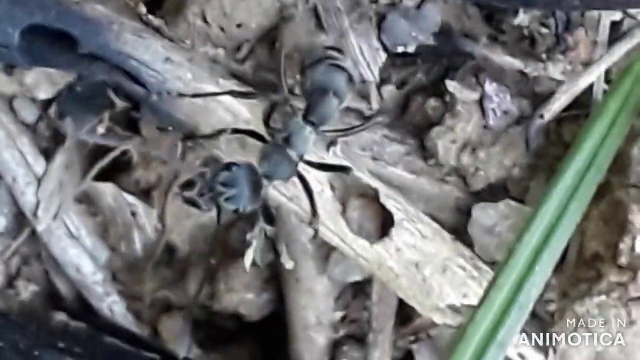 A Long Black Ant. - YouTube