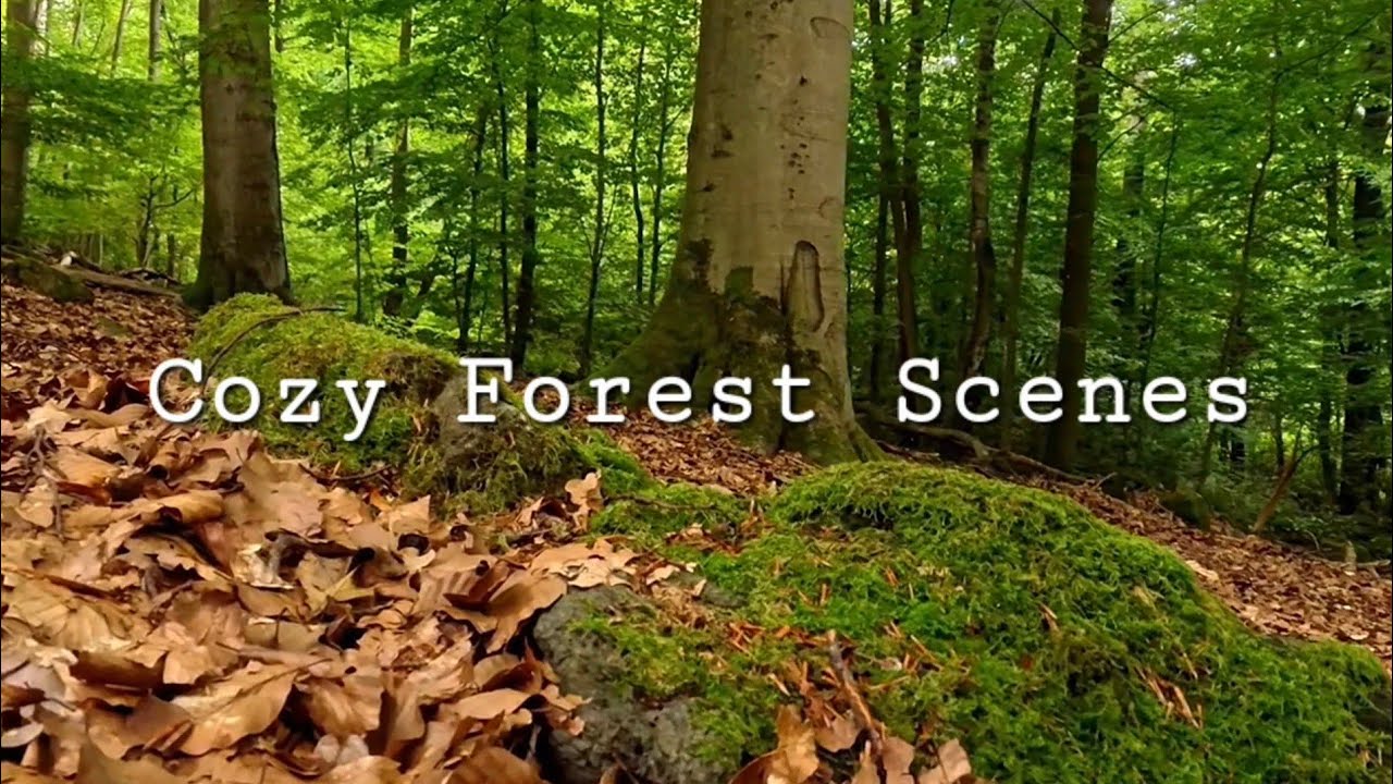 Cozy Forest Scenes - Relaxing Nature Video | Gemütliche Waldszenen ...