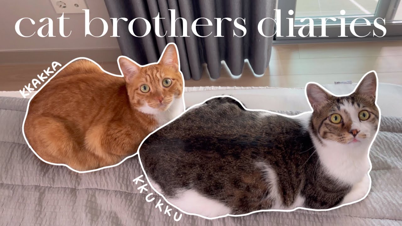 Cat Brothers Diaries The Cutest Cat Train Purring And Meowing Sunbathing Bromance Youtube