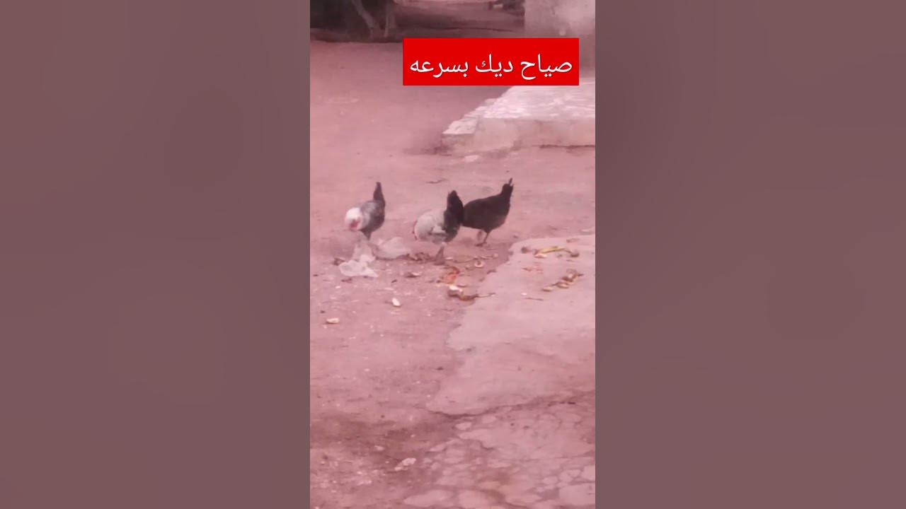 ديك يصيح بسرعه Youtube
