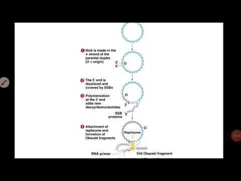 Theta Model DNA Replication - Rolling circle model of DNA Replication ...