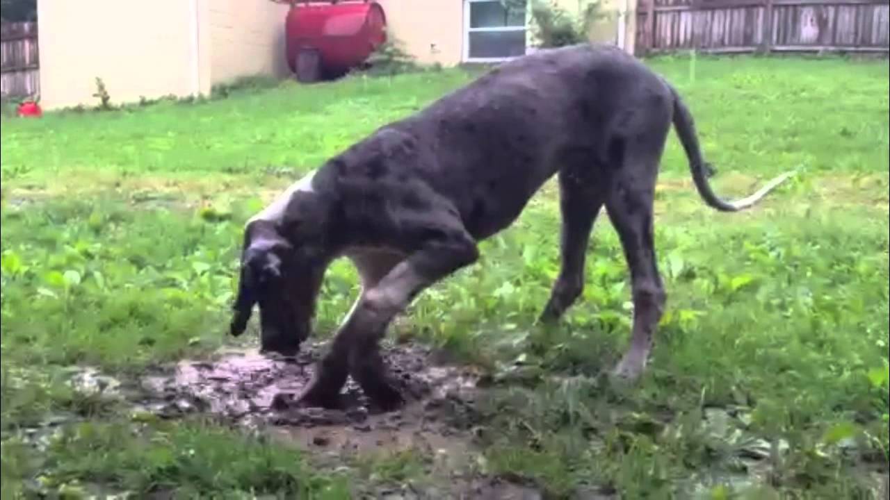 Puppy Playing in Puddle - YouTube