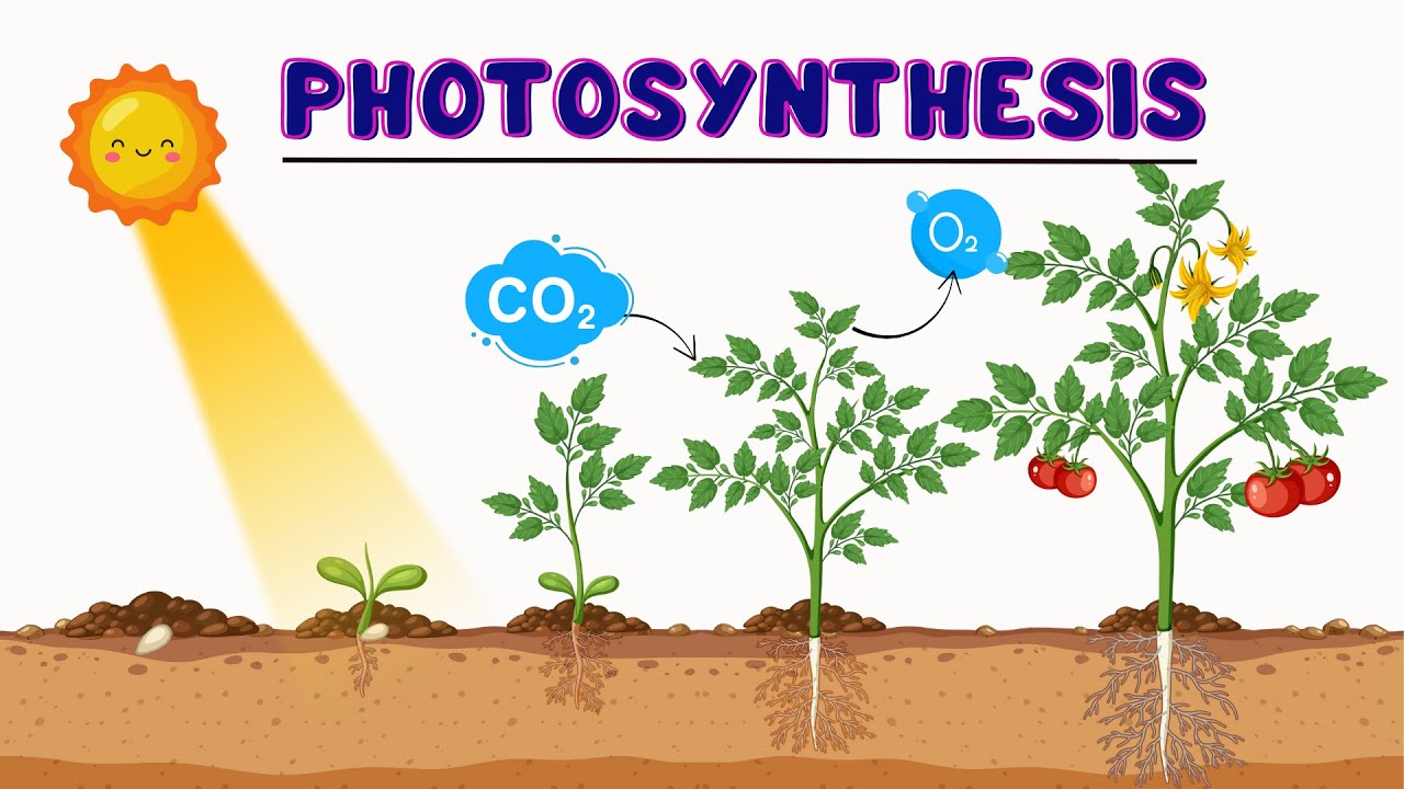 PHOTOSYNTHESIS | EDUCATIONAL VIDEO FOR PRESCHOOLERS AND KINDER GARDEN ...