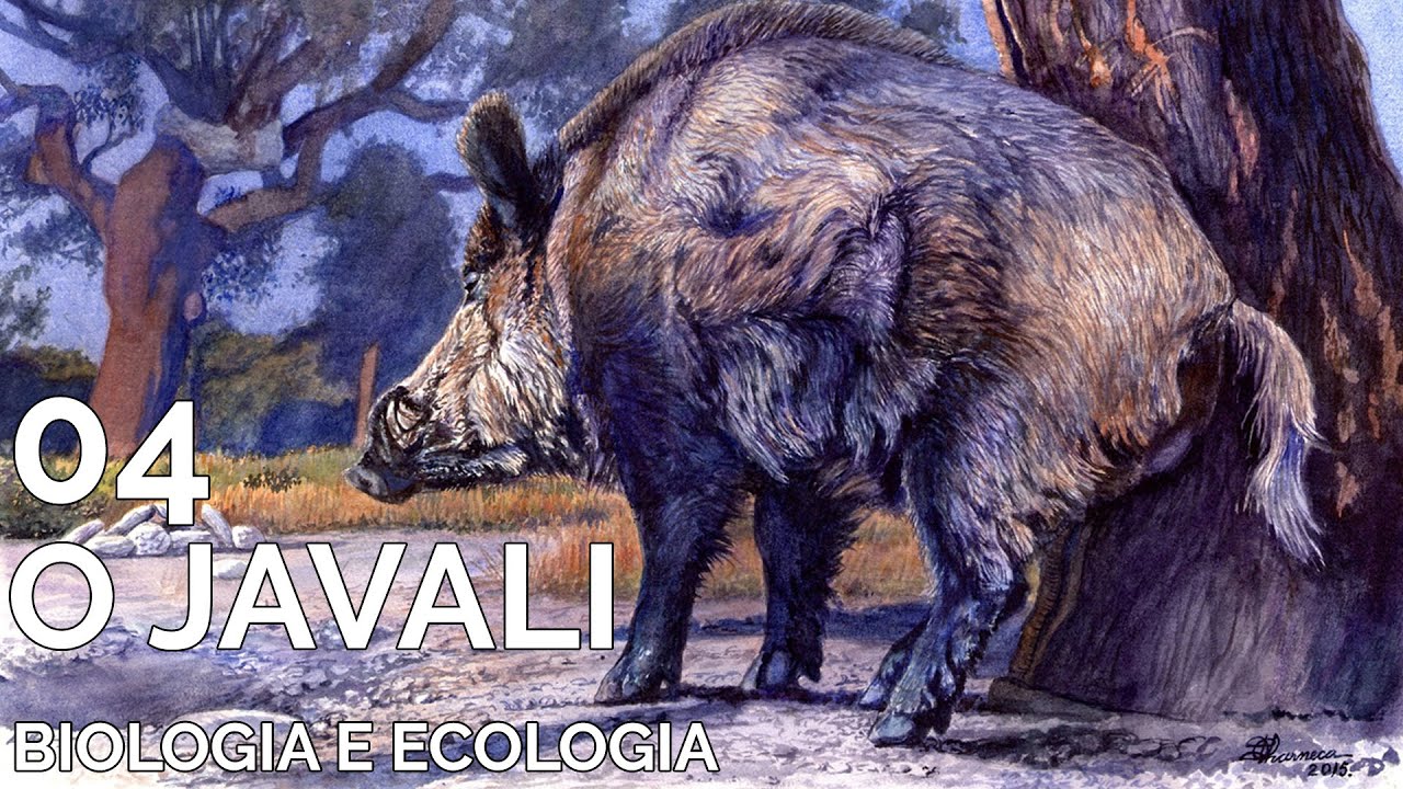 [HuntingBrasil] Javali - Biologia e Ecologia - YouTube