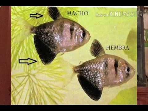 Tetras Negro o Monjita // C &C // Adelanto del acuario Plantado - YouTube