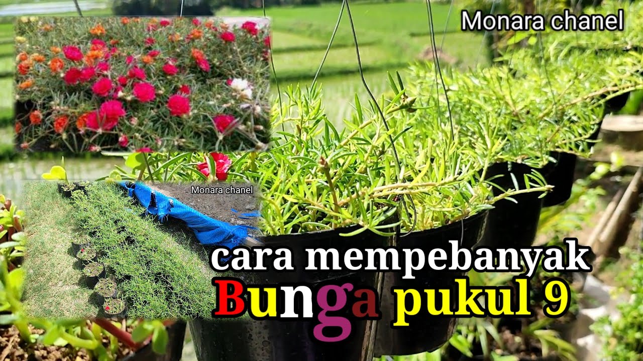 CARA MENANAM DAN MEMPERBANYAK TANAMAN BUNGA PUKUL SEMBILAN #bungakrokot ...