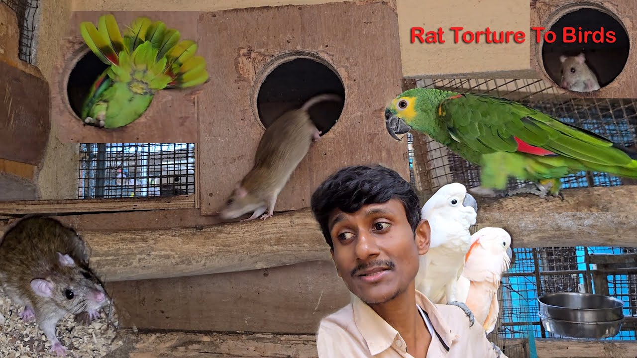 Our Old Parrot Farm Has Turned Into Rats Farm. - YouTube
