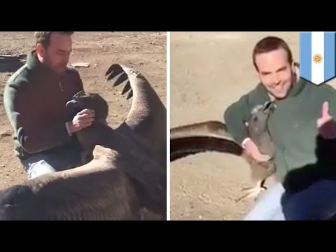 Condor hugs man: viral video shows massive condor hugging rancher who saved his life - TomoNews
