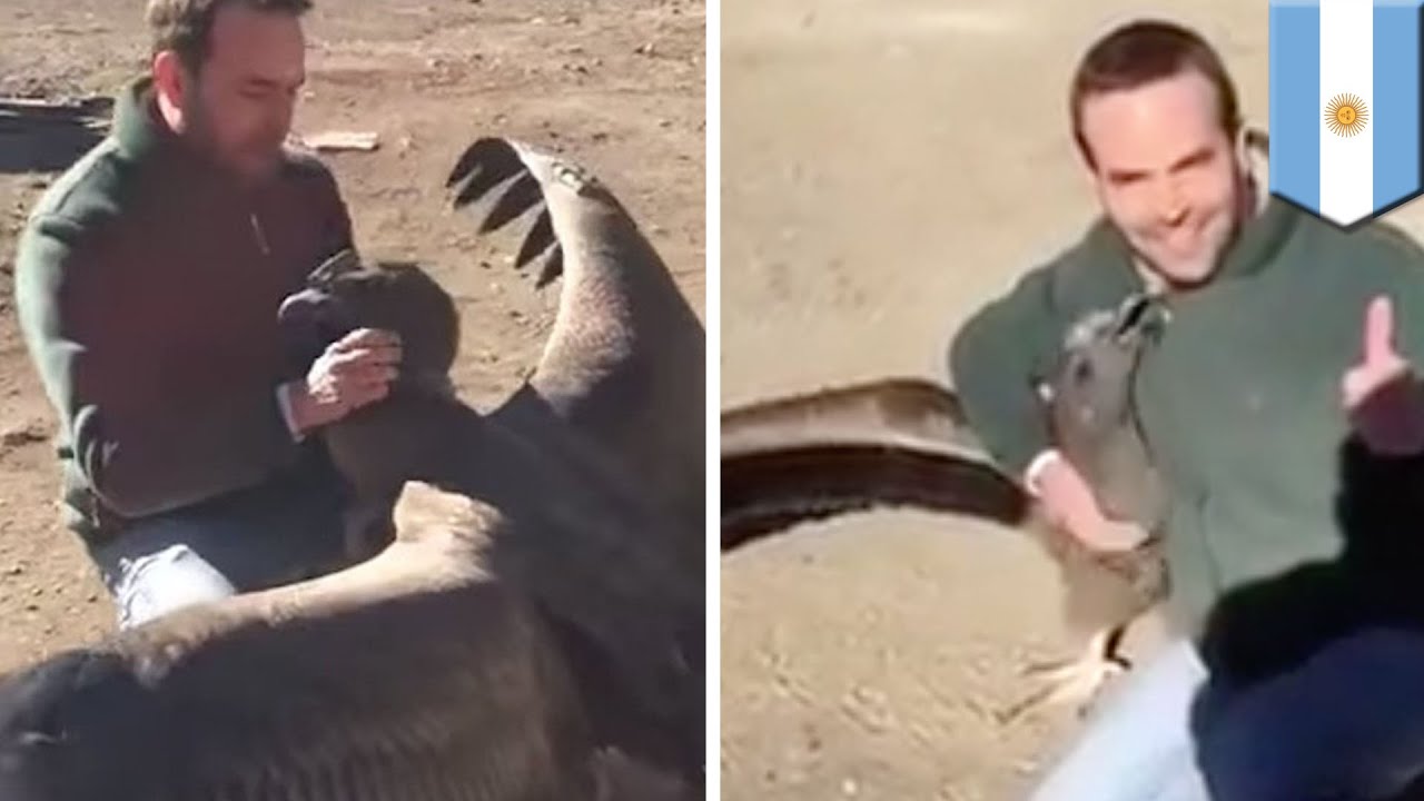 Condor hugs man: viral video shows massive condor hugging rancher who ...
