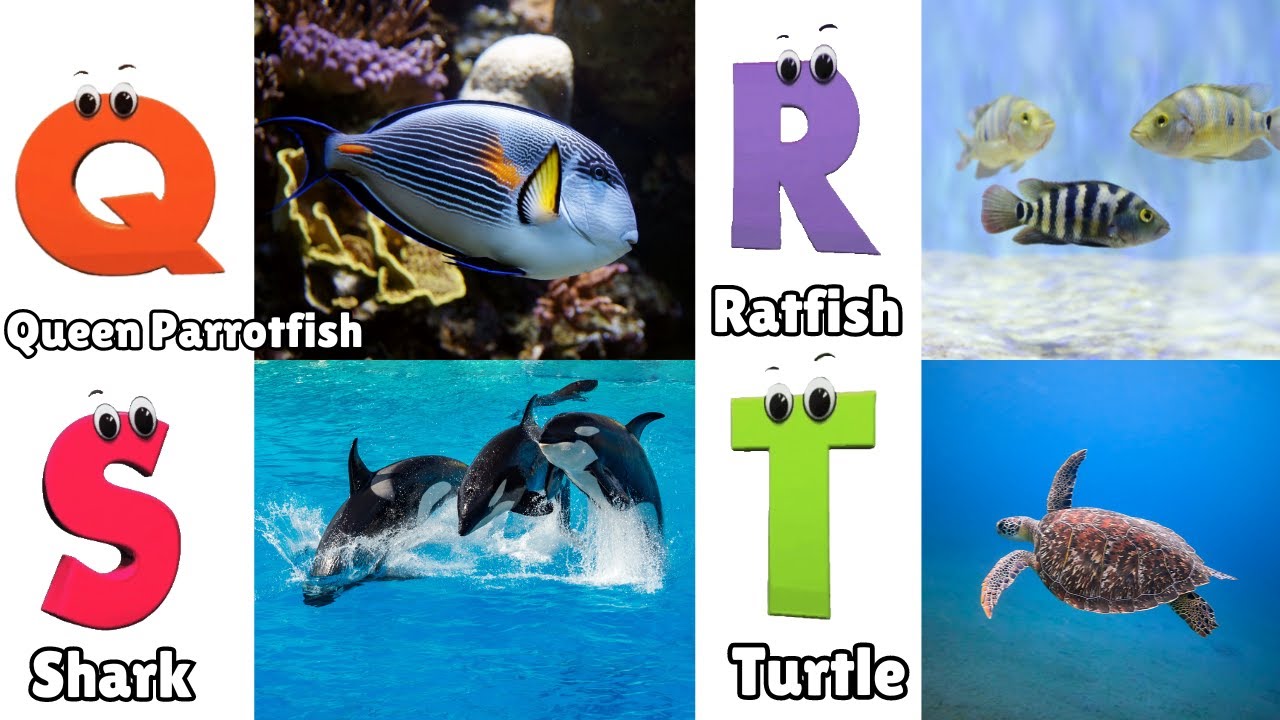 Sea Animals Alphabet Song | Learn The Names of Sea Animals | Alphabet ...