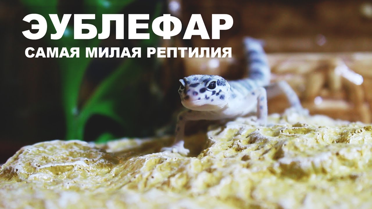 Эублефары. Содержание и уход - YouTube